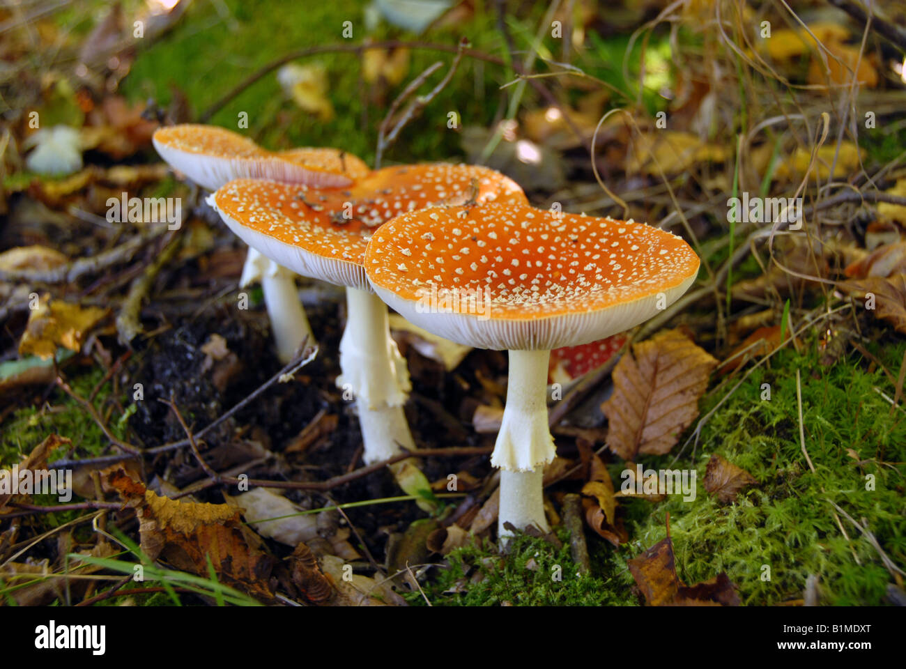 Toad stool fantasy hi-res stock photography and images - Alamy