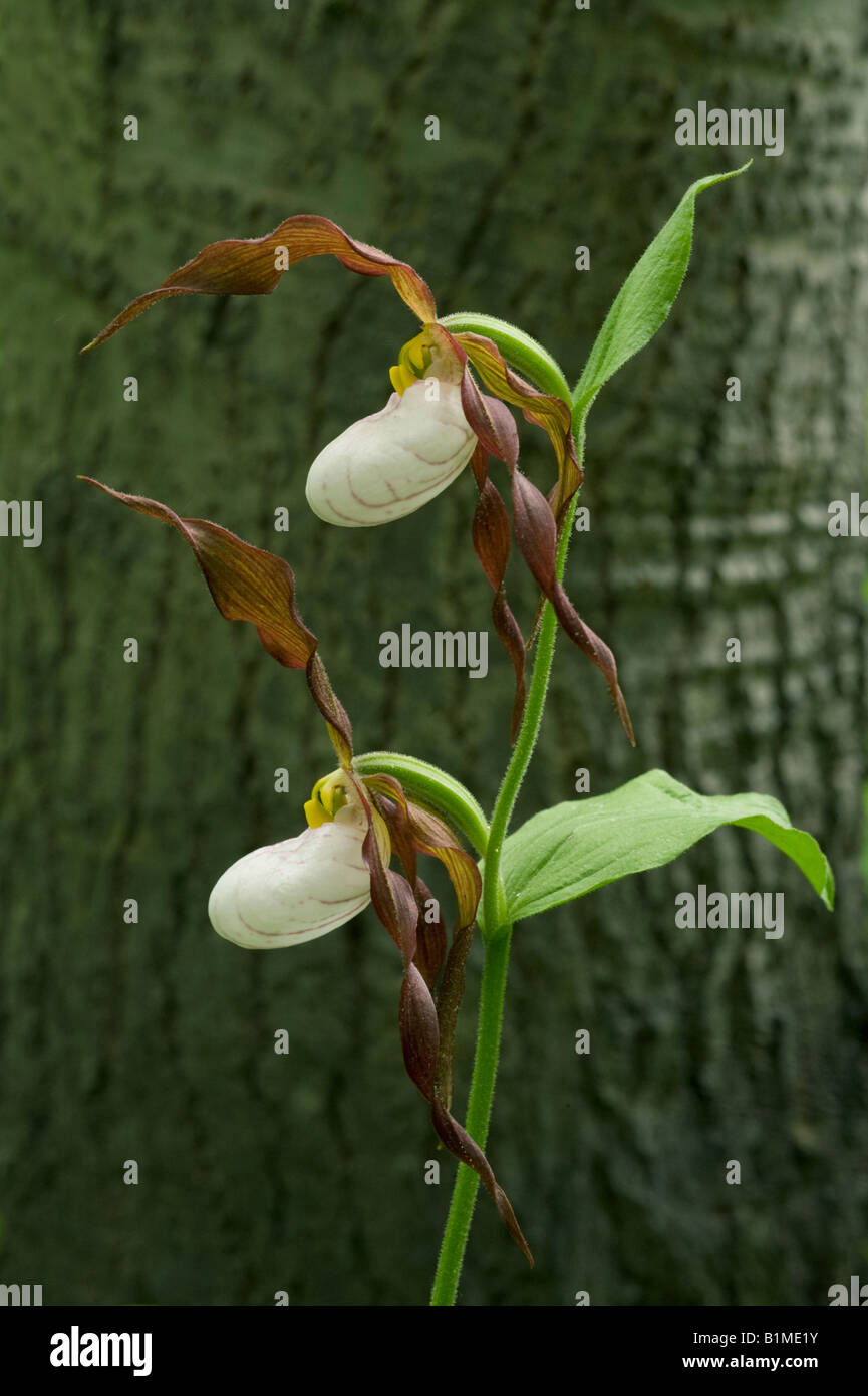 Mountain Lady's Slipper orchids, (Cypripedium montanum) WILD, Eastern ...