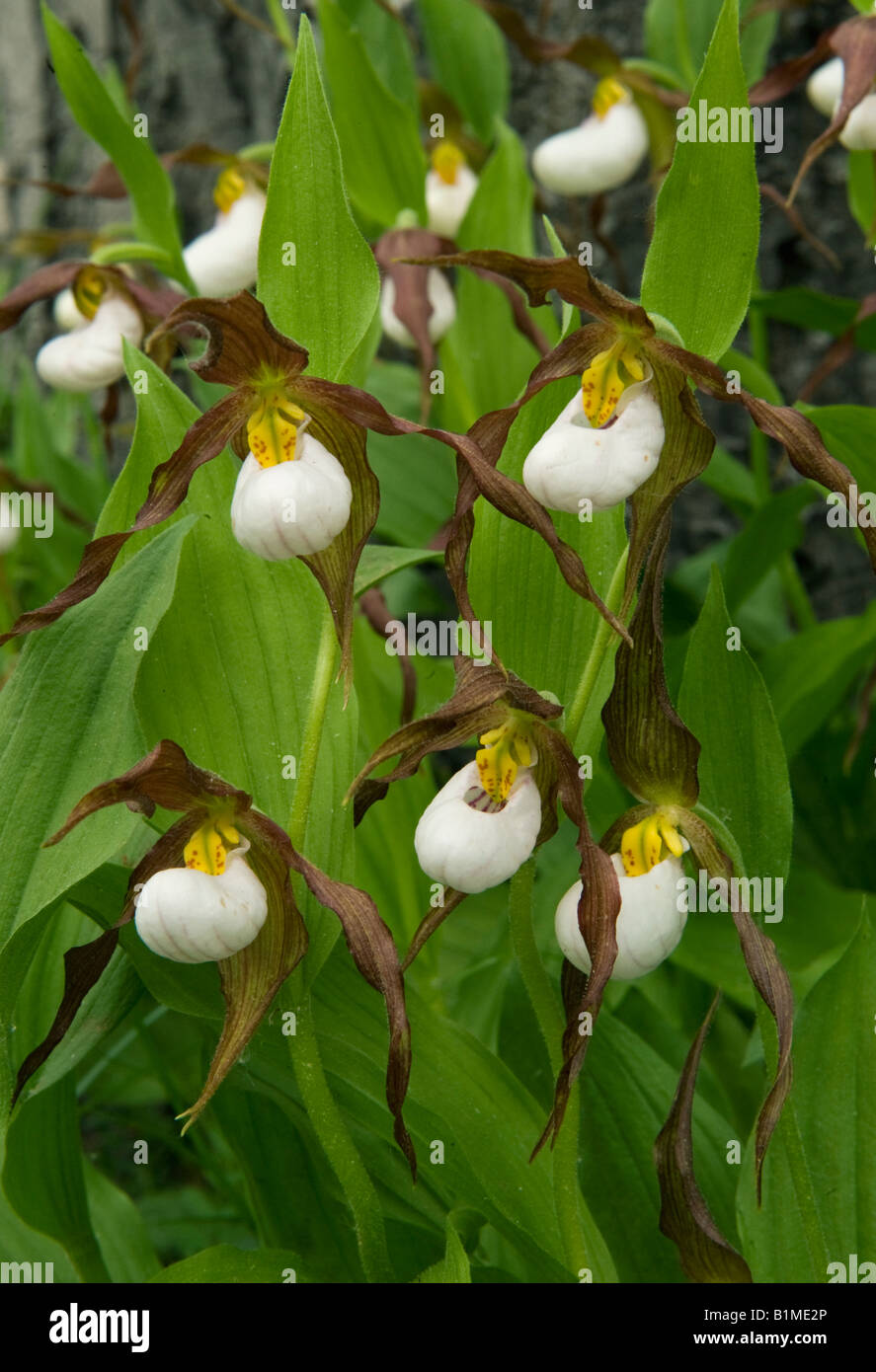 Mountain Lady's Slipper orchids, (Cypripedium montanum) WILD, Eastern ...