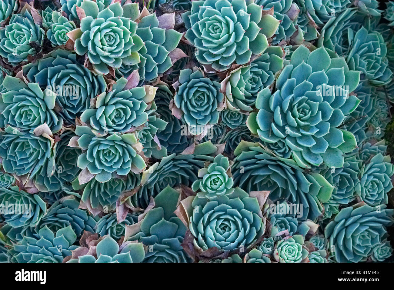 Echeveria elegans succulent Stock Photo - Alamy