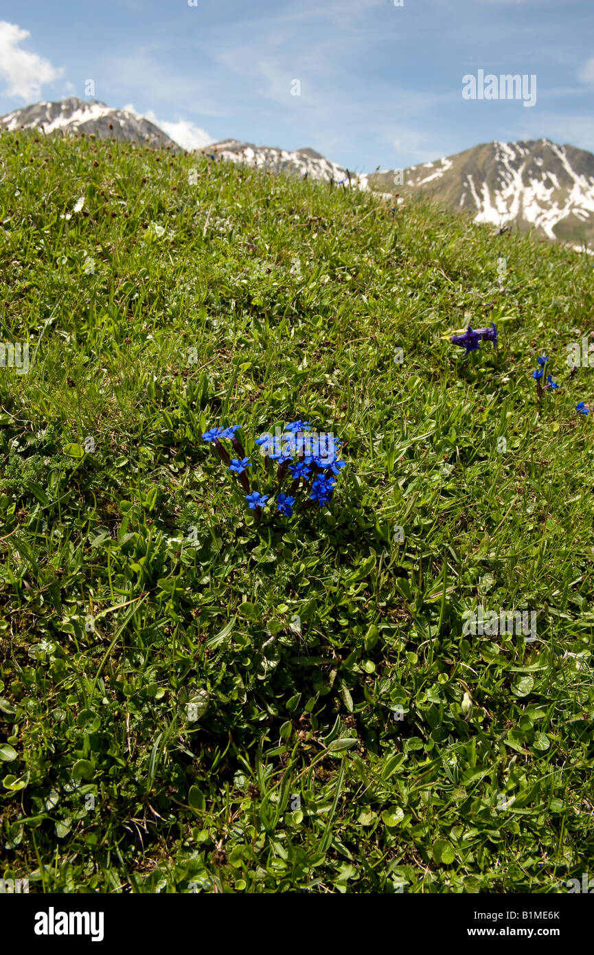 alpine gentians on a mountain slope french alps Stock Photo - Alamy