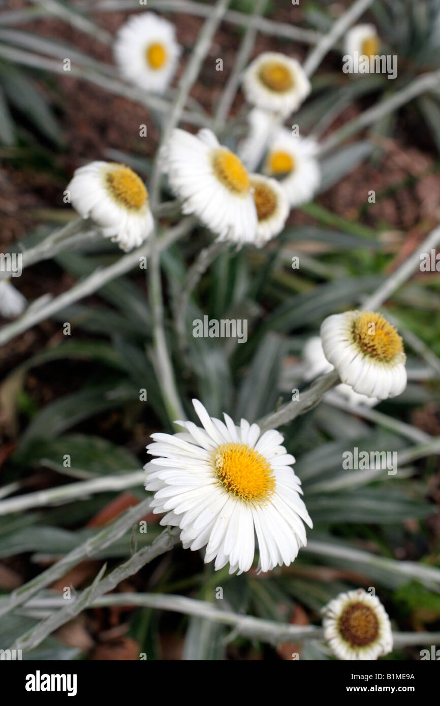 Celmisia spectabilis hi-res stock photography and images - Alamy