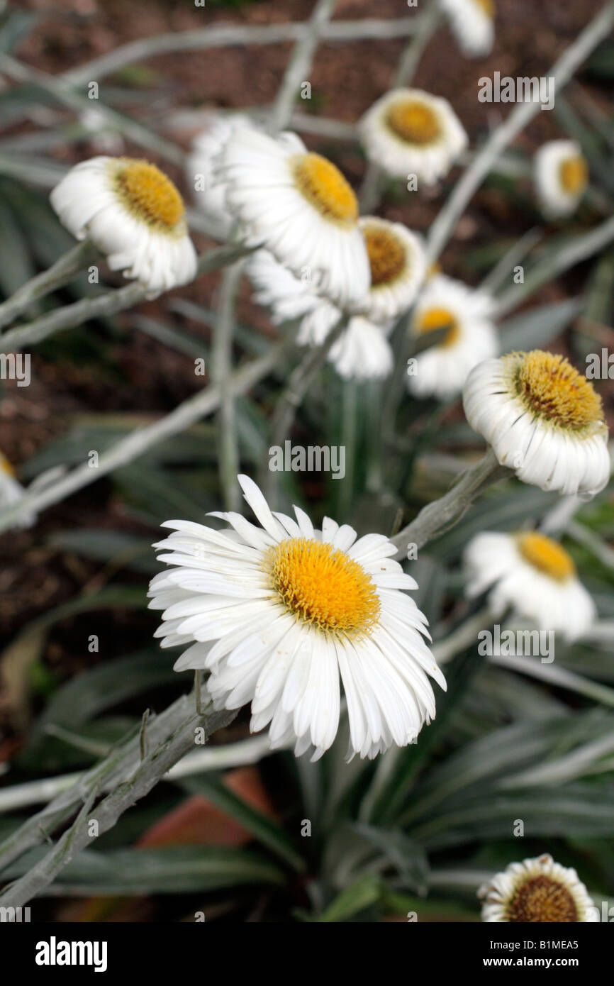 Celmisia spectabilis white daisy new zealand silver foliage perennial ...