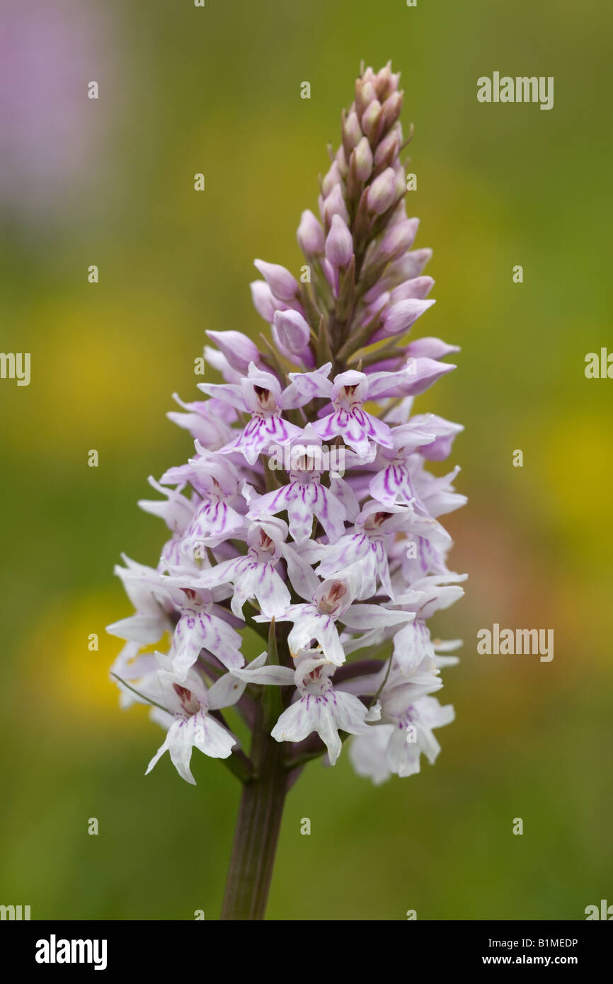 Common Spotted Orchid Dactylorhiza fuchii close-up of flower spike ...