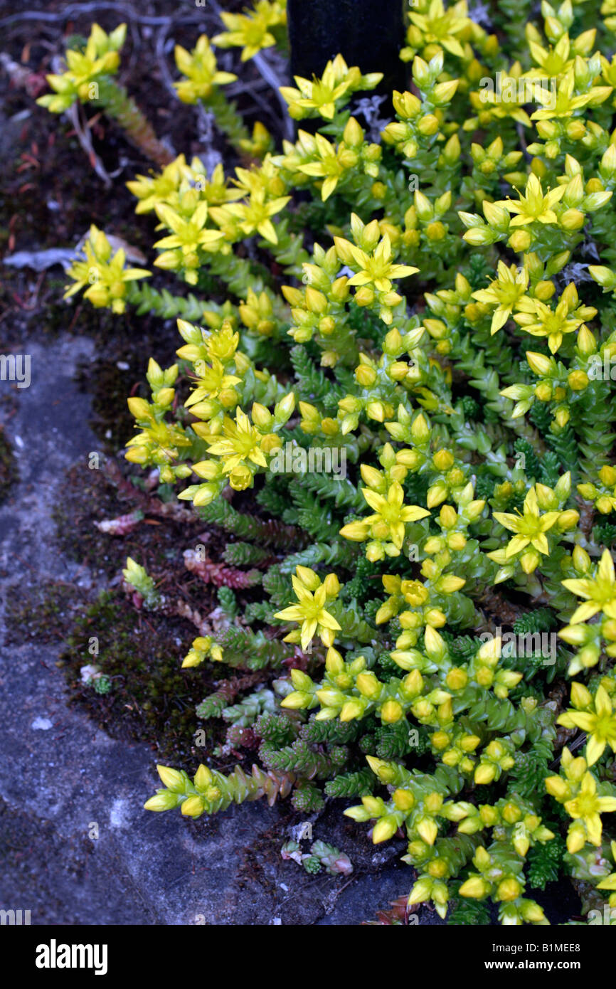 Sedum wallpepper acre biting stonecrop yellow low rockery hi-res stock ...