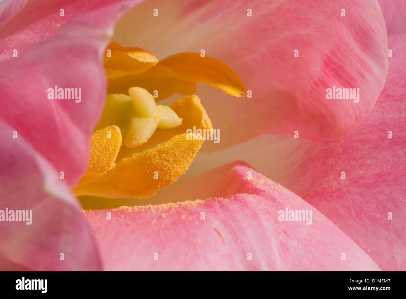 Tunicate bulb hi-res stock photography and images - Alamy