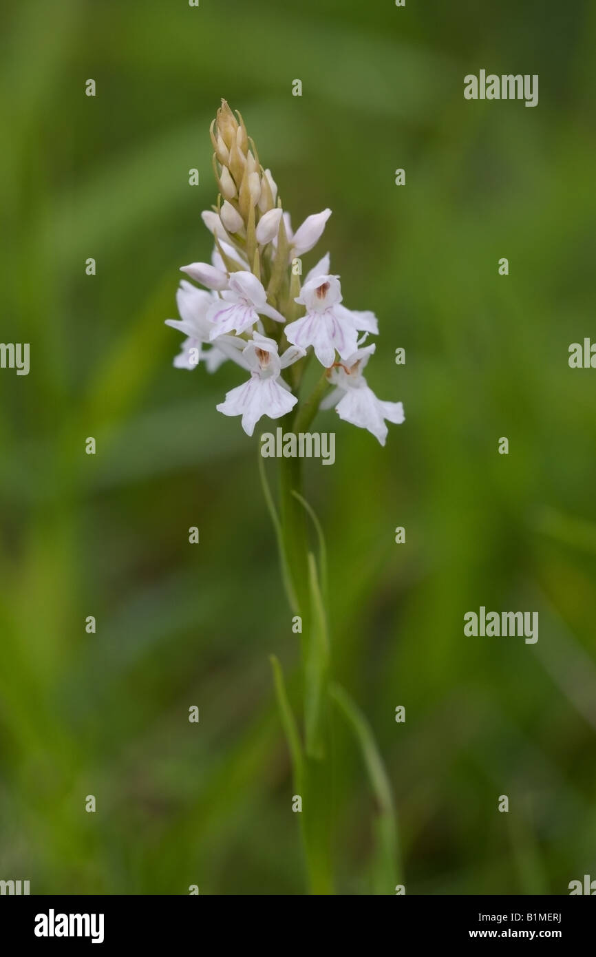 Common Spotted Orchid Dactylorhiza fuchii close-up of a pale flower ...