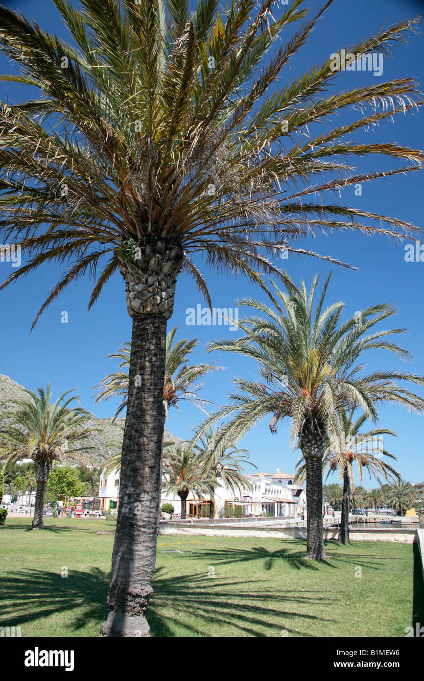 palm trees in majorca Stock Photo - Alamy