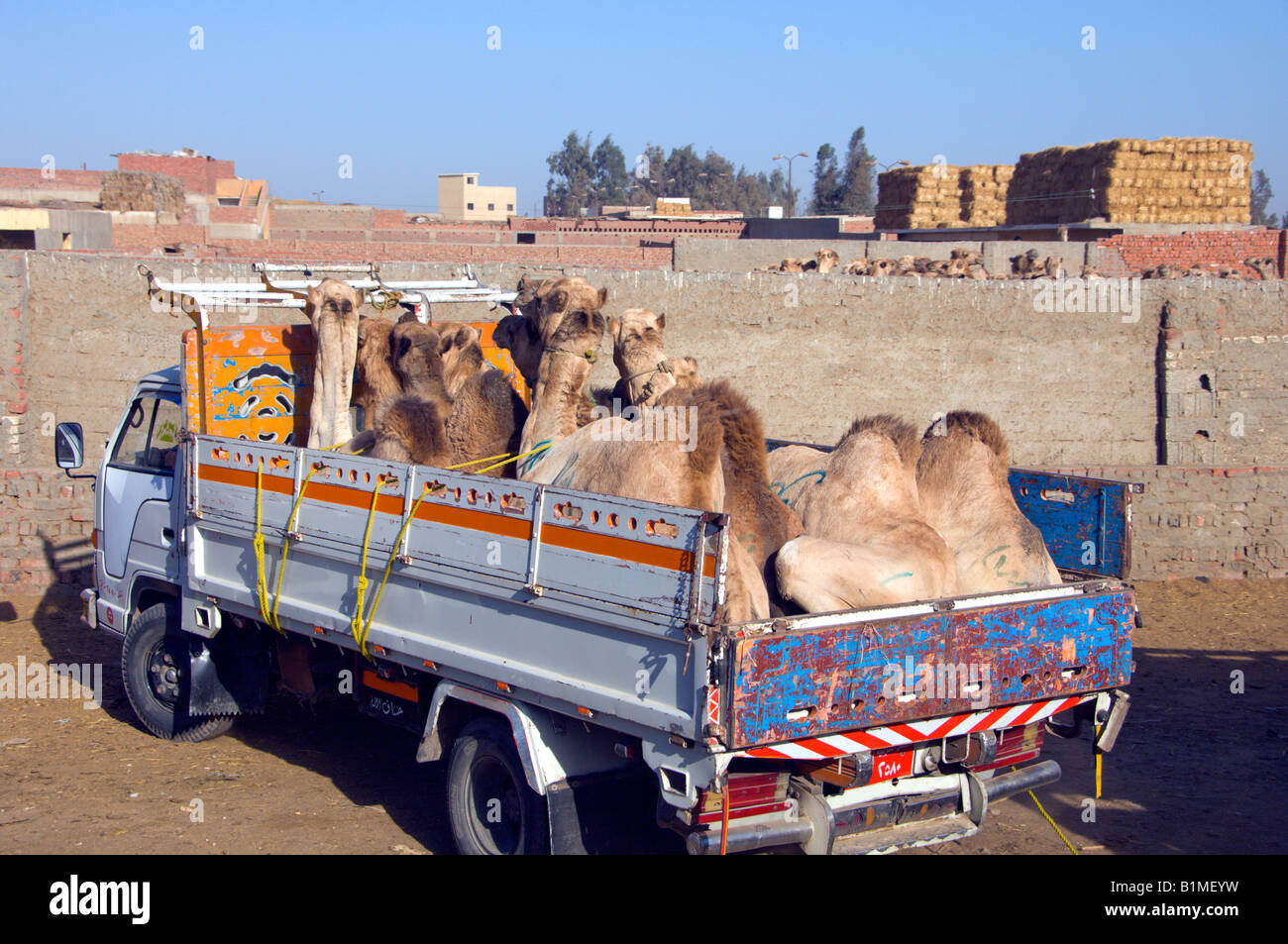 Camels are loaded onto trucks for transport after being sold at the ...