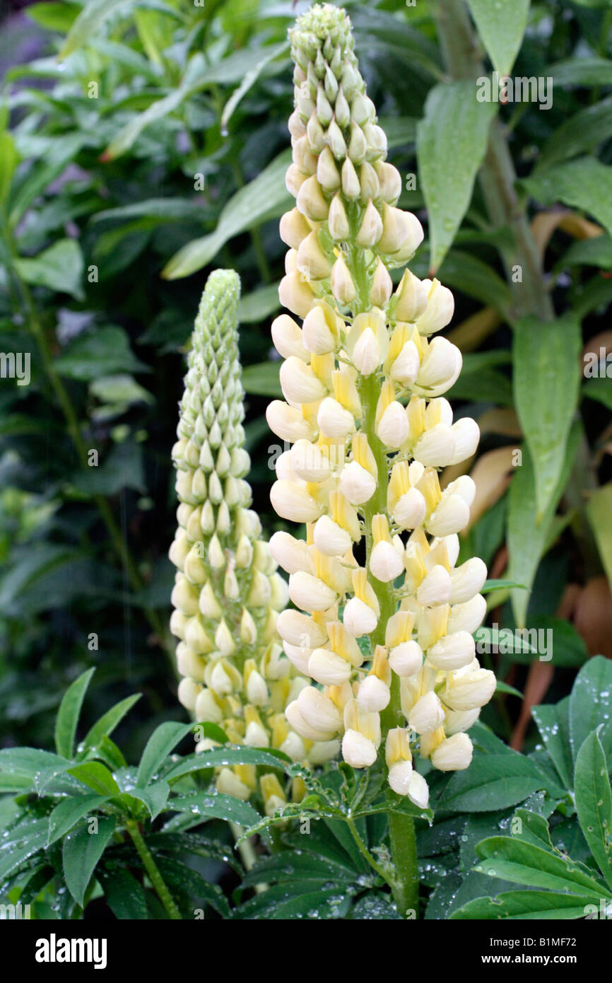 Lupinus noble maiden hi-res stock photography and images - Alamy