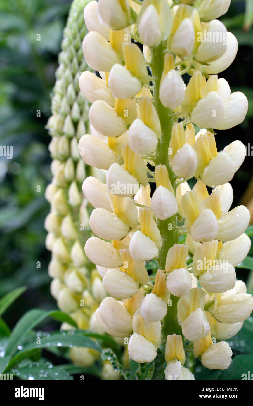 Noble Maiden High Resolution Stock Photography and Images - Alamy