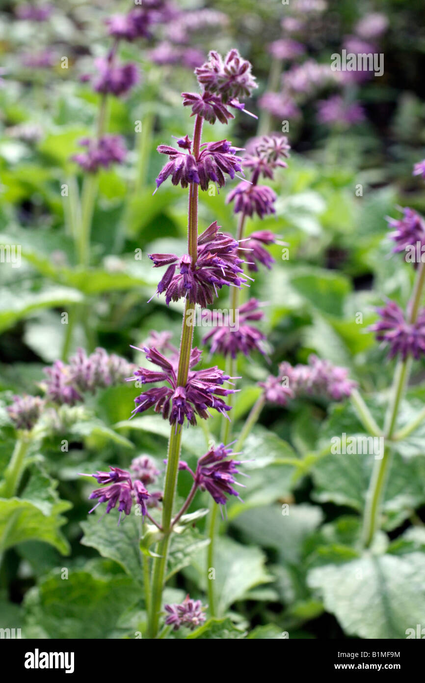SALVIA VERTICILLATA PURPLE RAIN Stock Photo - Alamy