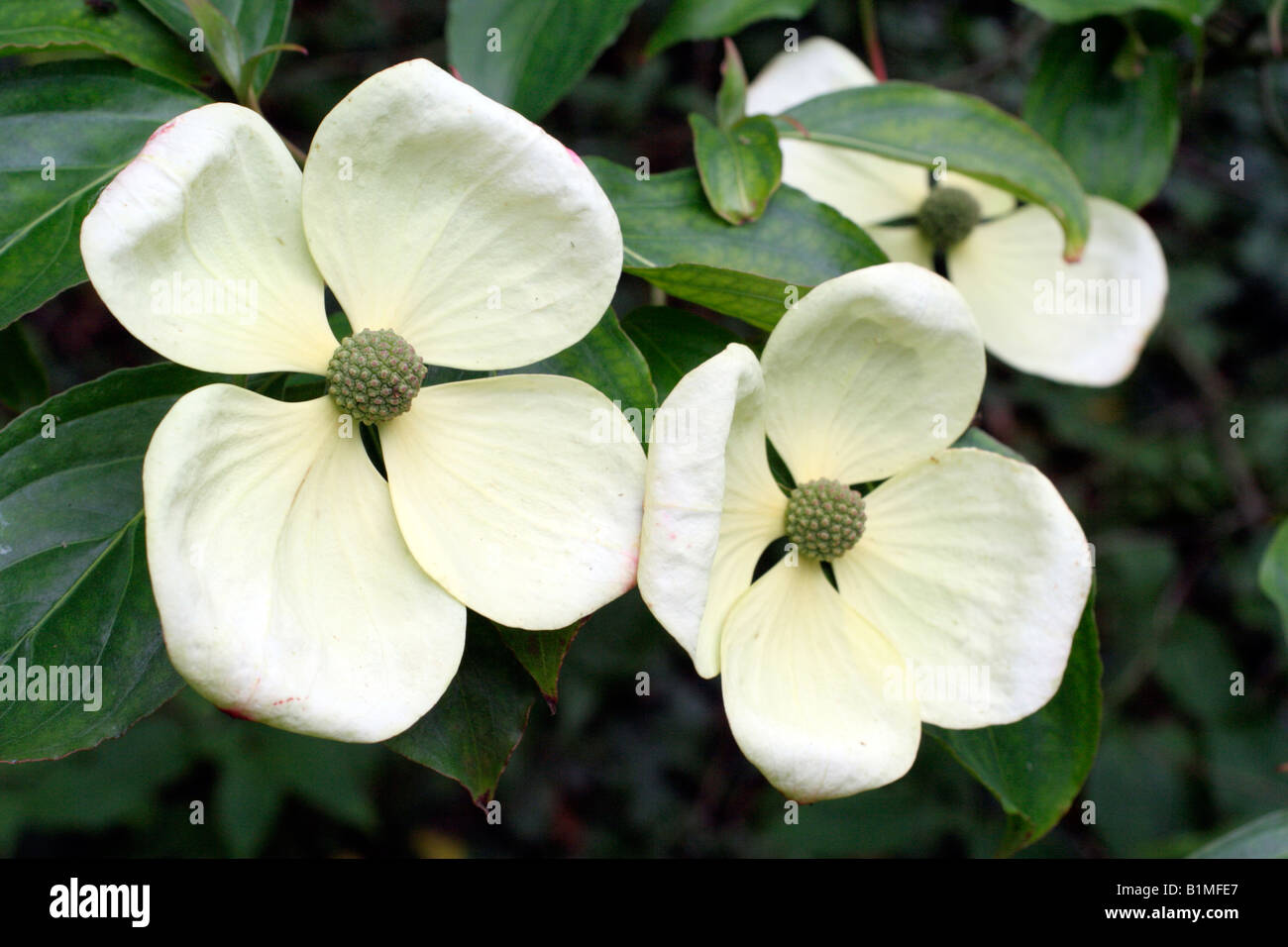 CORNUS KOUSA X CAPITATA GROWING IN HOLBROOK GARDEN Stock Photo - Alamy