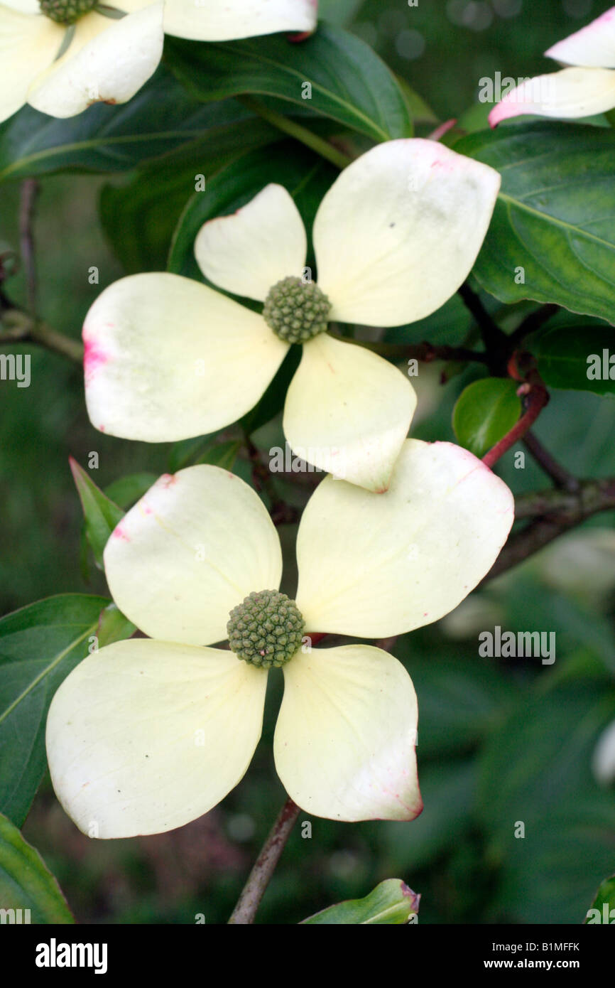 Cornus kousa capitata holbrook garden cream white dogwood lemon june hi ...