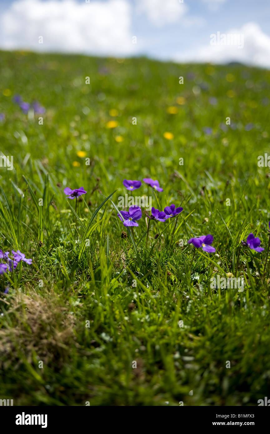 alpine meadow with pansies Stock Photo - Alamy