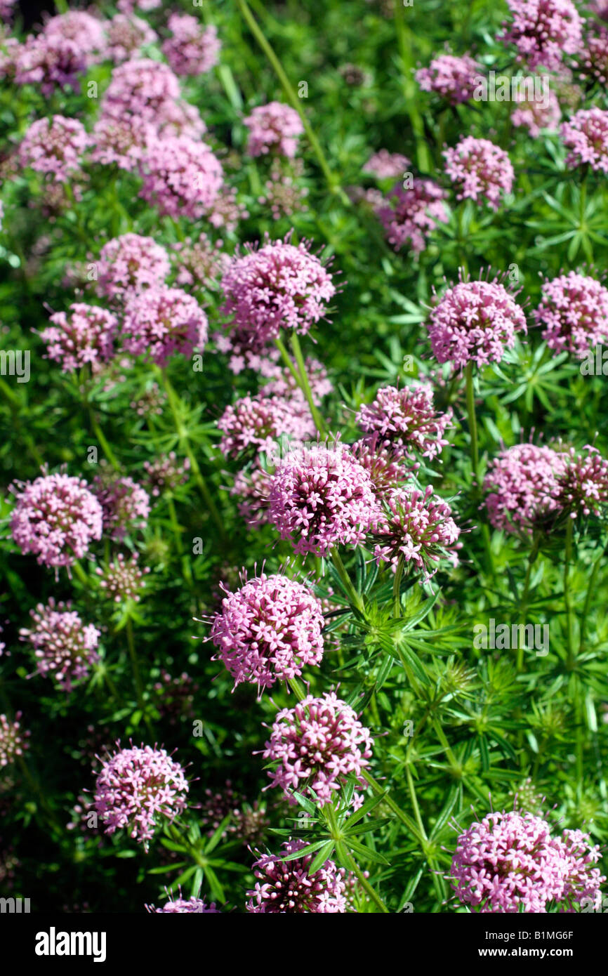Phuopsis hi-res stock photography and images - Alamy