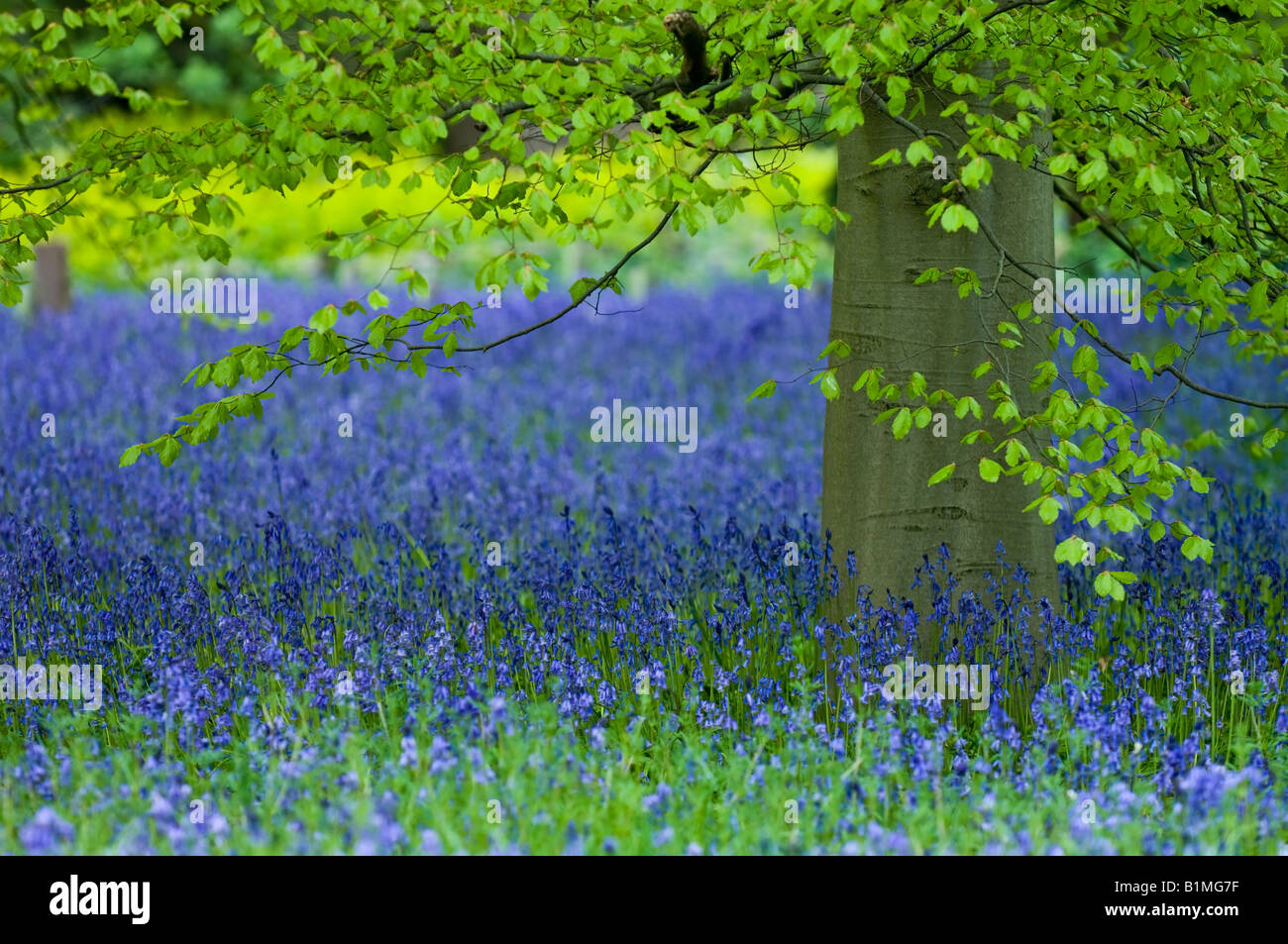 Bluebells in Spring Royal Botanical Gardens at Kew London England UK ...