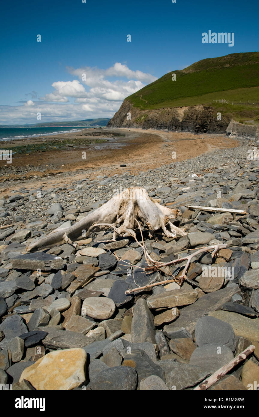 Driftwood on Wallog beach Cardigan Bay west wales looking north summer ...