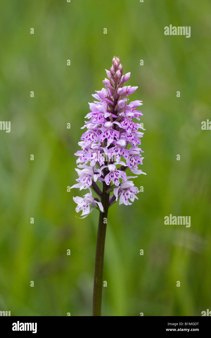 Common Spotted Orchid Dactylorhiza fuchii close-up of flower spike ...