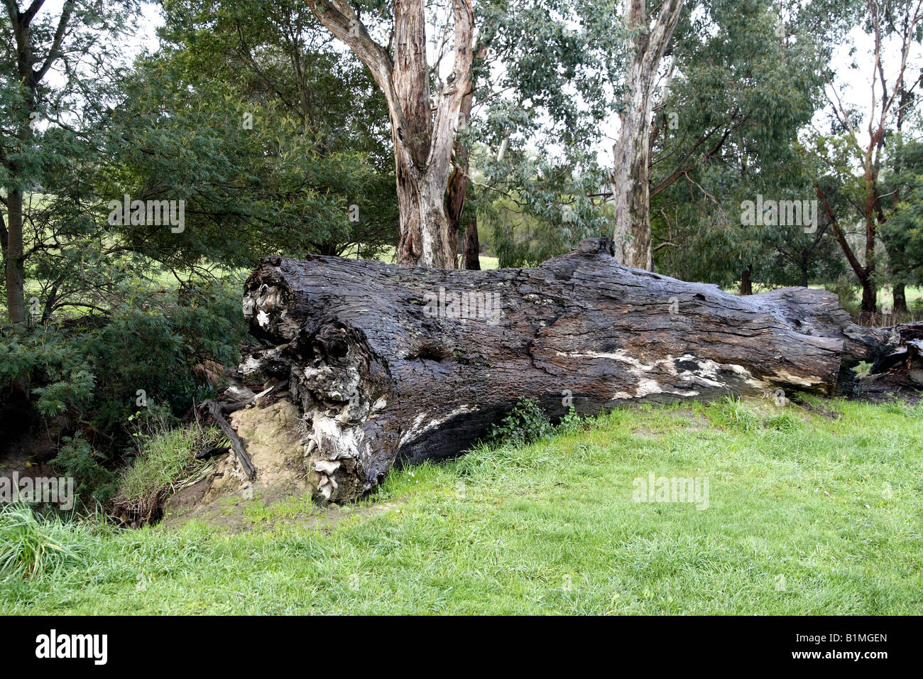 dead tree in the park Stock Photo - Alamy