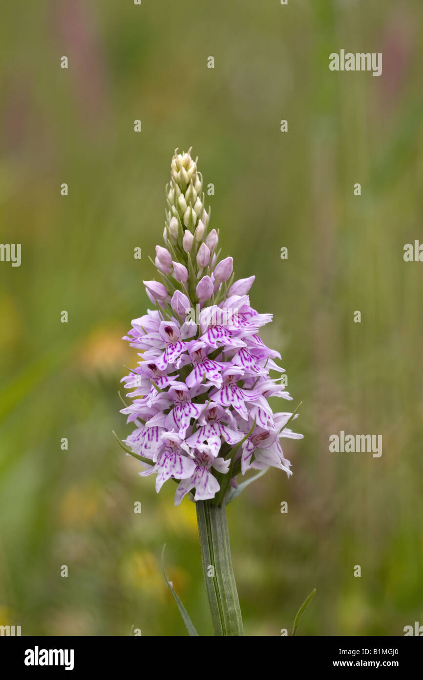 Common Spotted Orchid Dactylorhiza fuchii close-up of flower spike ...