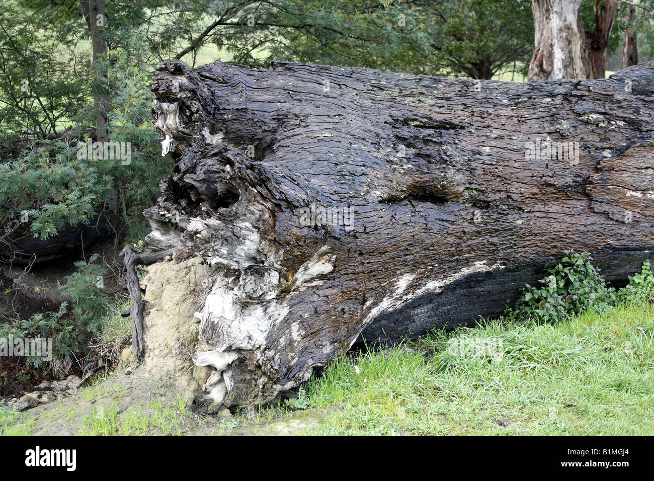 dead tree in the park Stock Photo - Alamy