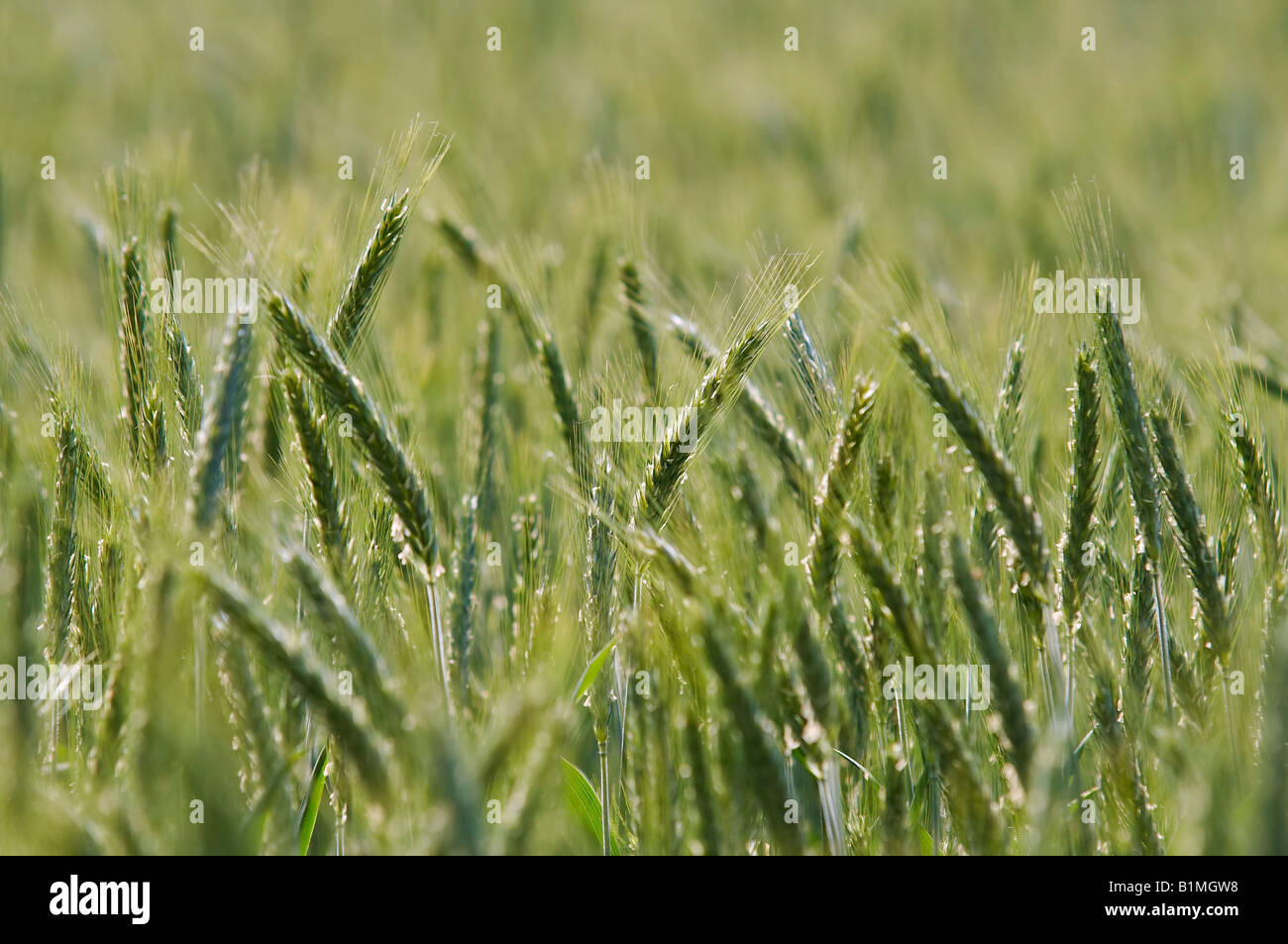 Abstract agriculture background barley cereal cereals corn crop hi-res ...