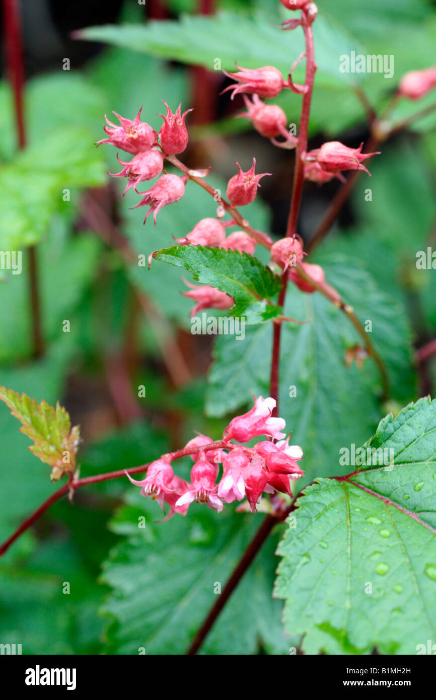 Neillia affinis pink deciduous garden shrub hi-res stock photography ...
