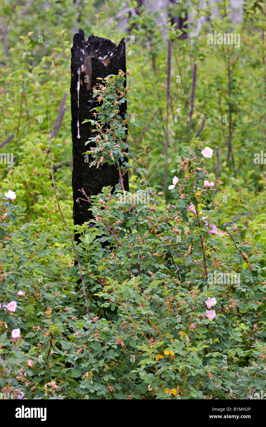 Regeneration renewal regrowth hi-res stock photography and images - Alamy