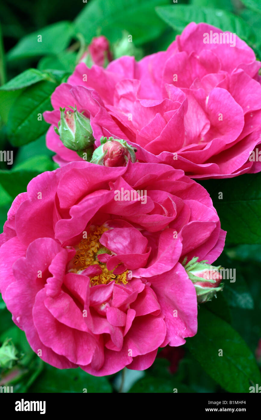 Rosa gallica officinalis hi-res stock photography and images - Alamy
