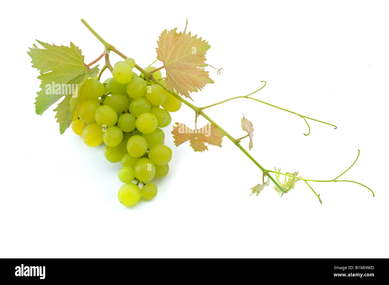 cluster of green grapes on branch isolated on white Stock Photo - Alamy