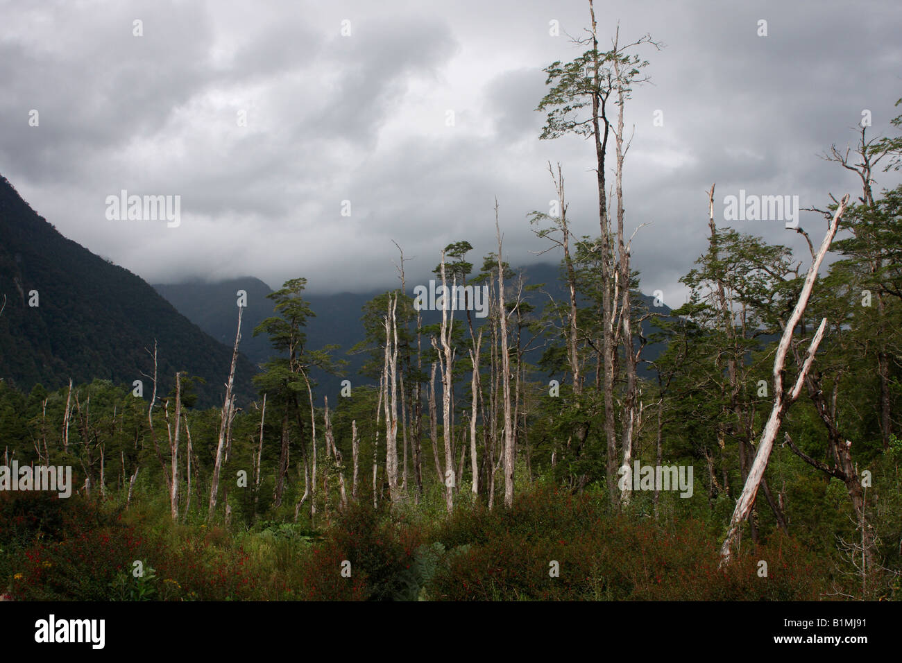 Deforestation chile hi-res stock photography and images - Alamy
