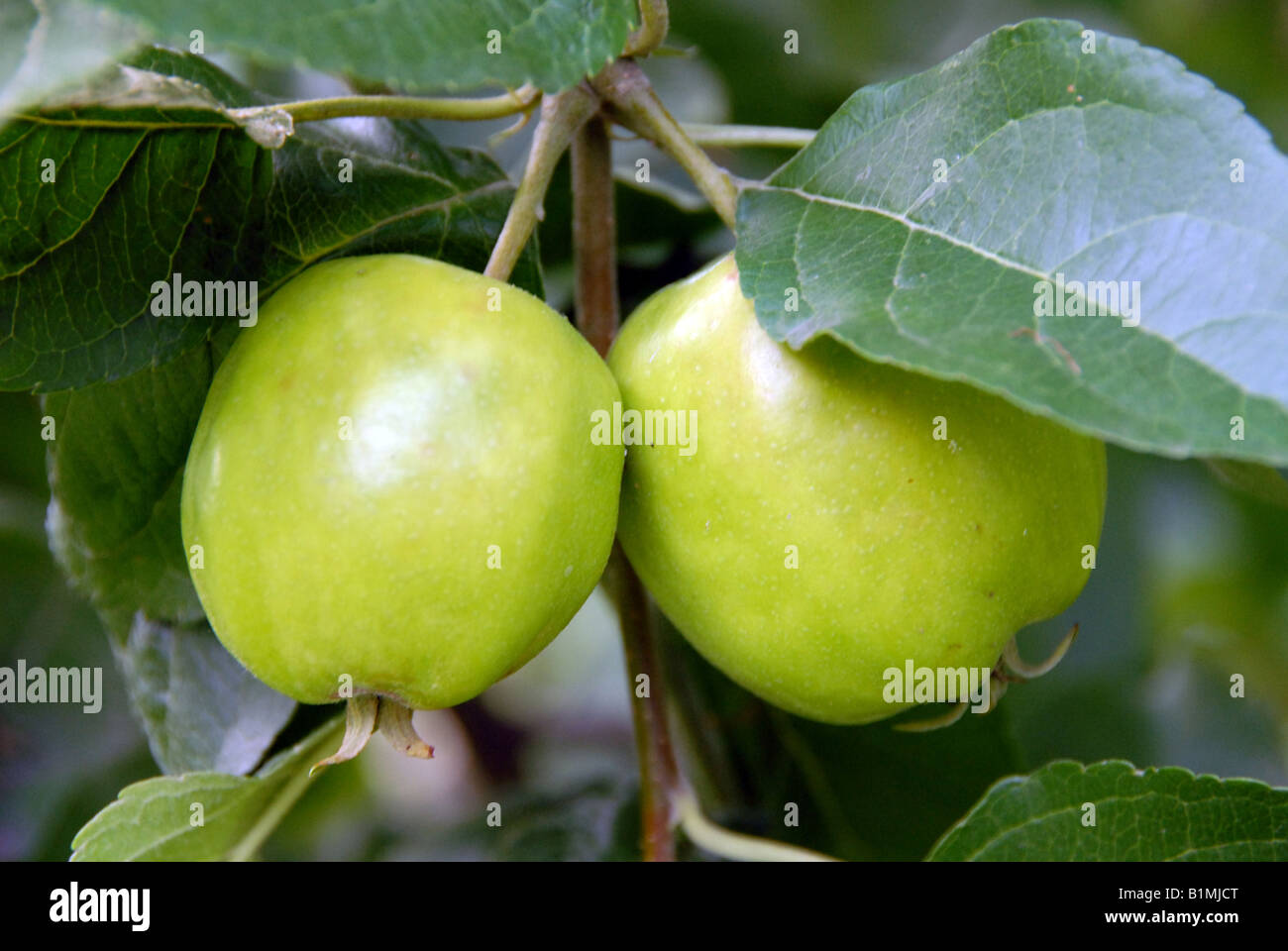 Two apples tree stem hi-res stock photography and images - Alamy