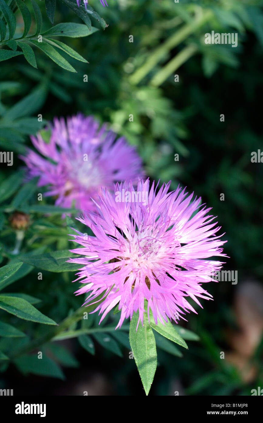 Centaurea dealbata hi-res stock photography and images - Alamy