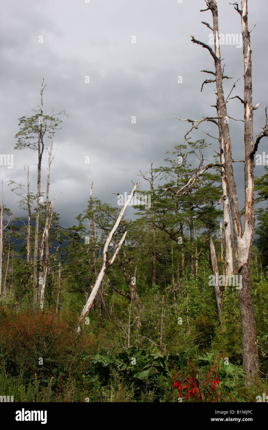 Deforestation chile hi-res stock photography and images - Alamy