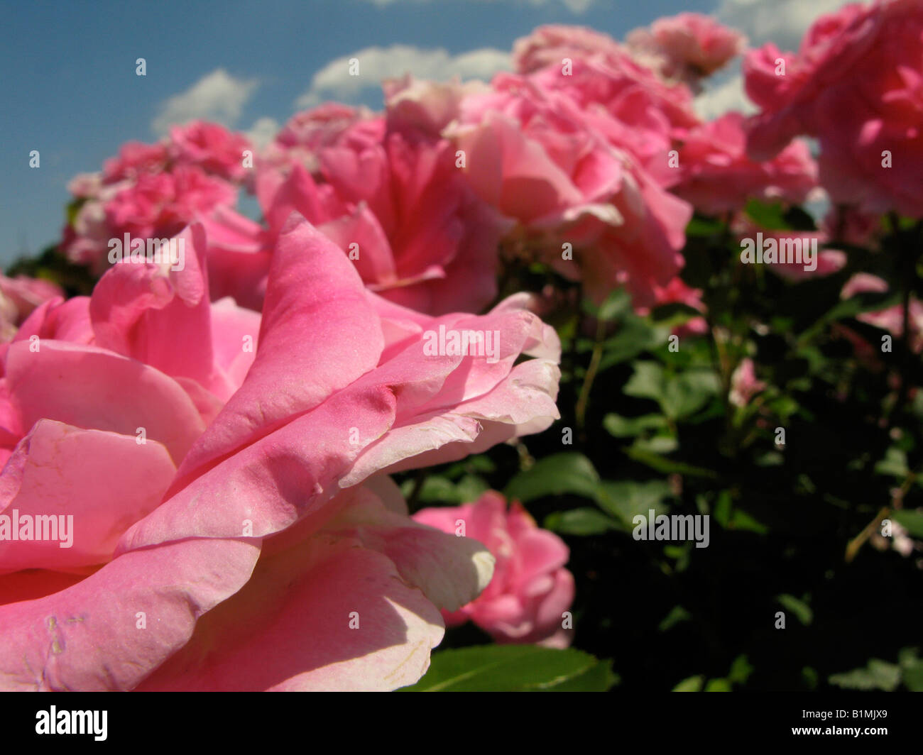 Pink roses in garden Stock Photo - Alamy