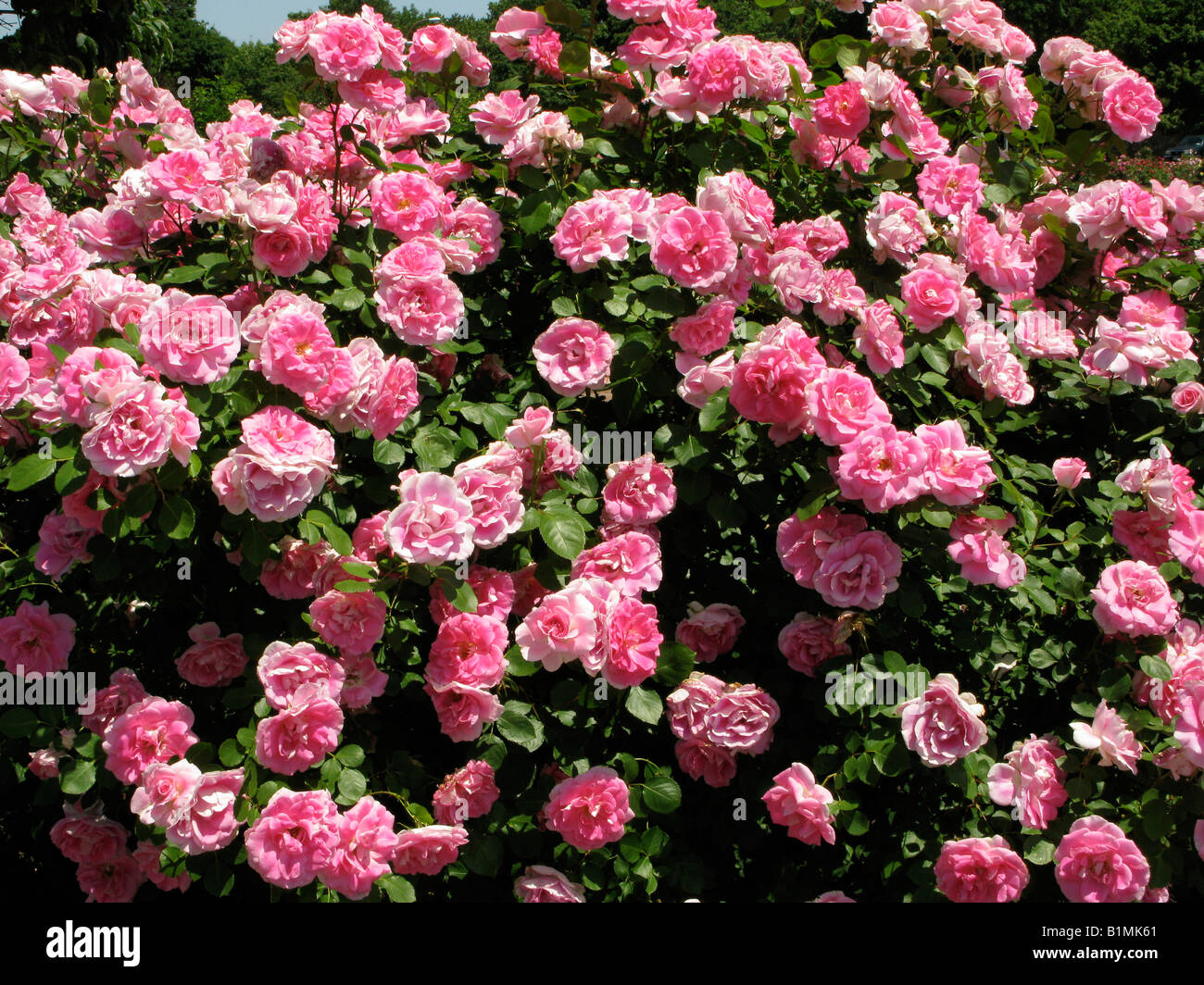 Pink Rose Bush No Thorns at Gwen Green blog