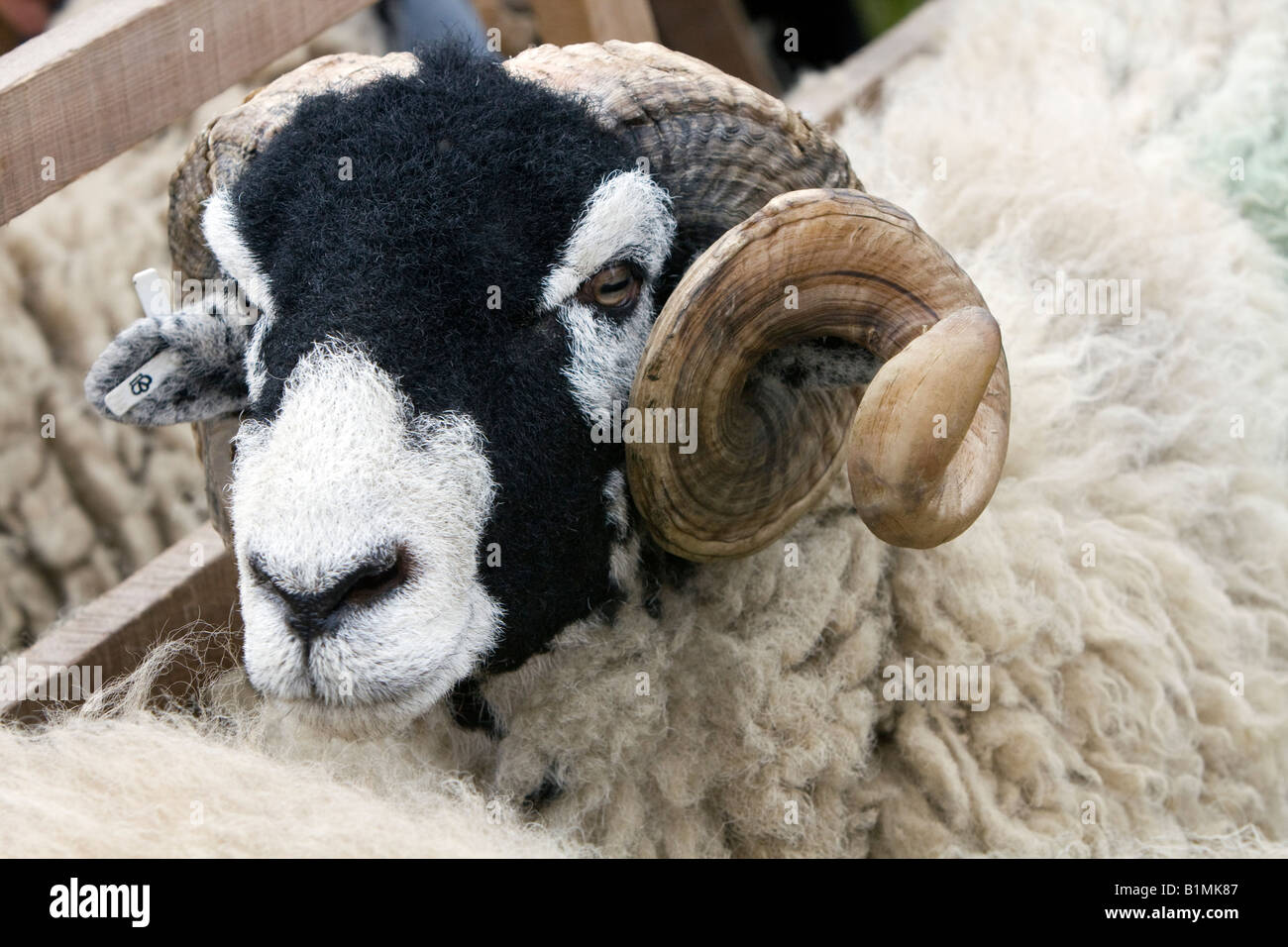 Ram at Tan Hill Swaledale Annual Sheep Show North Yorkshire held last ...