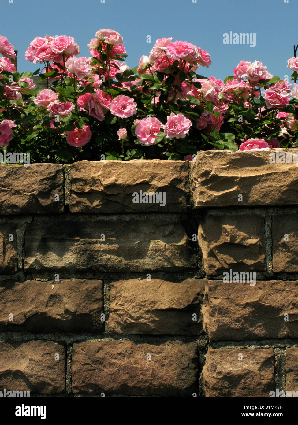 Pink roses on stone wall Stock Photo - Alamy