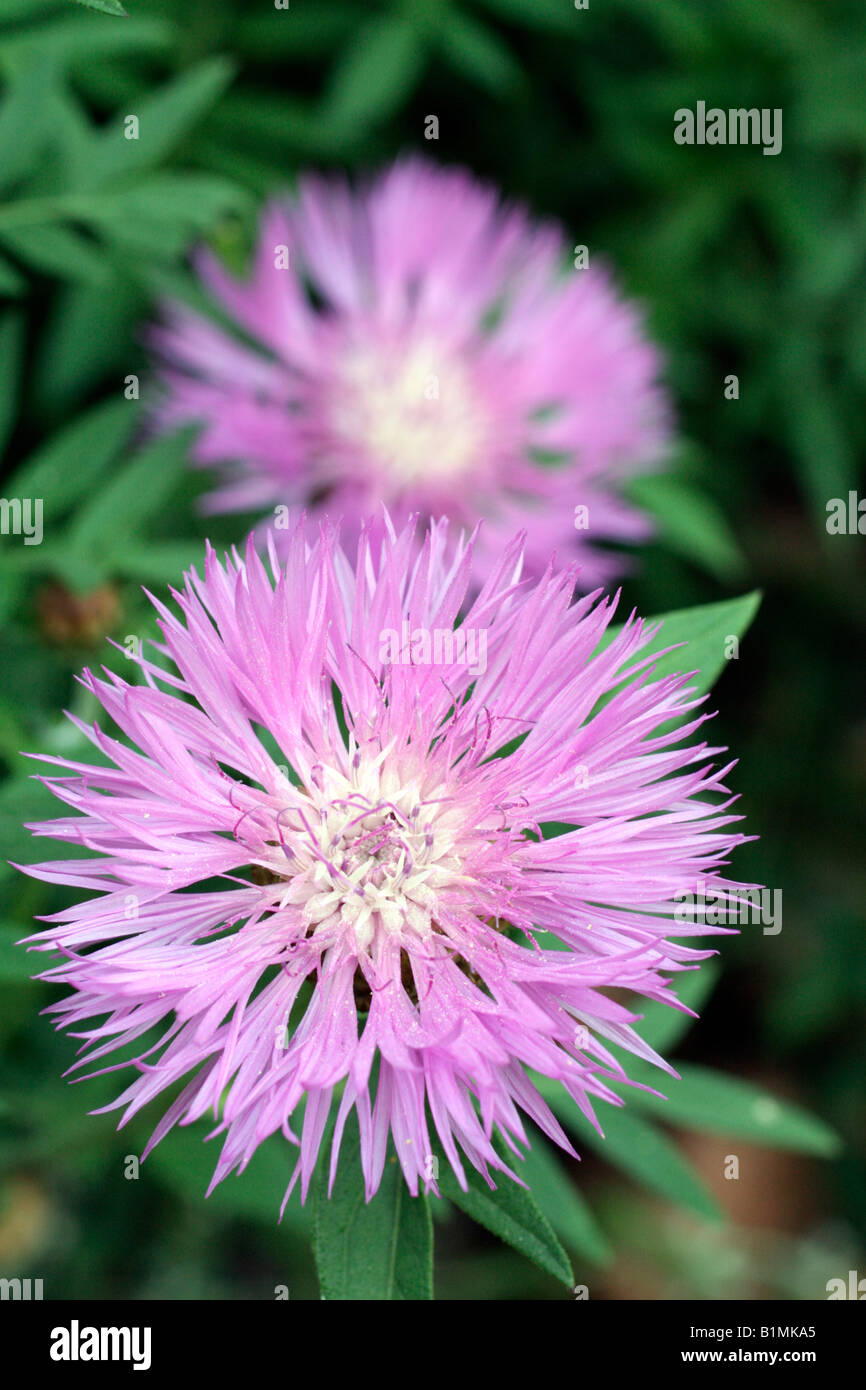 Centaurea dealbata hi-res stock photography and images - Alamy