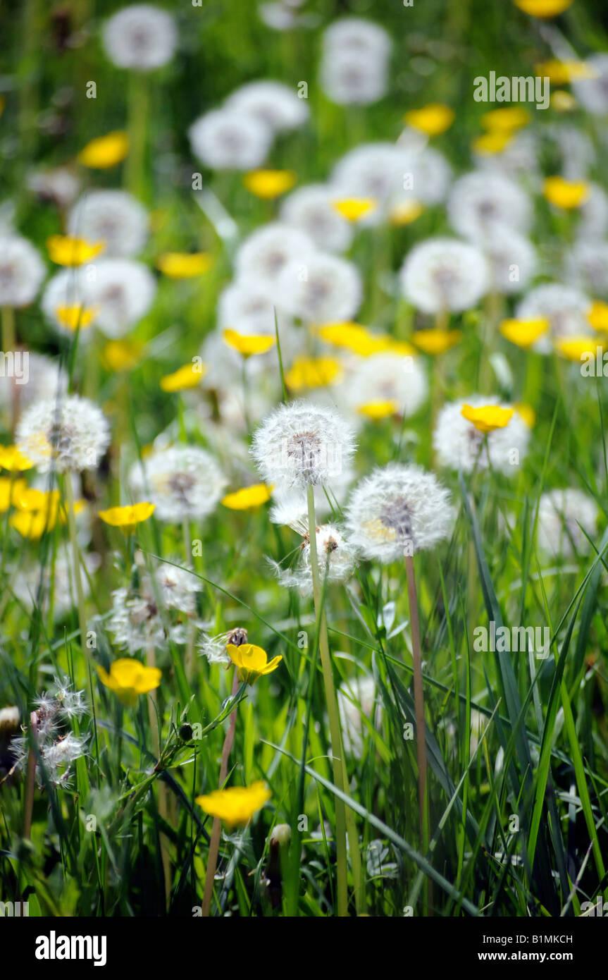 Fresh springtime dandelions and buttercups in a English farmers field ...