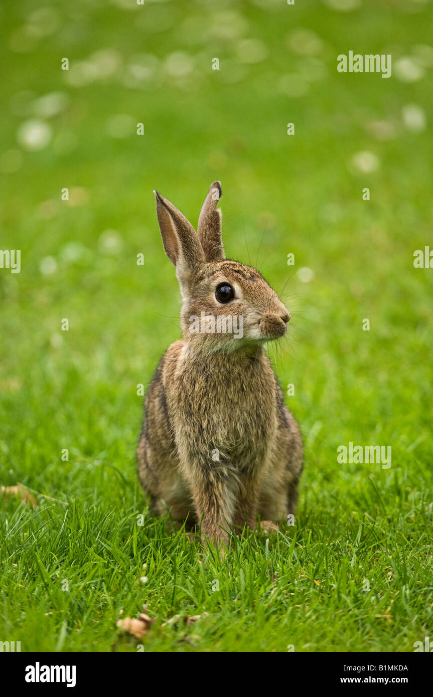 Brown rabbit portrait oryctolagus cuniculus Stock Photo - Alamy