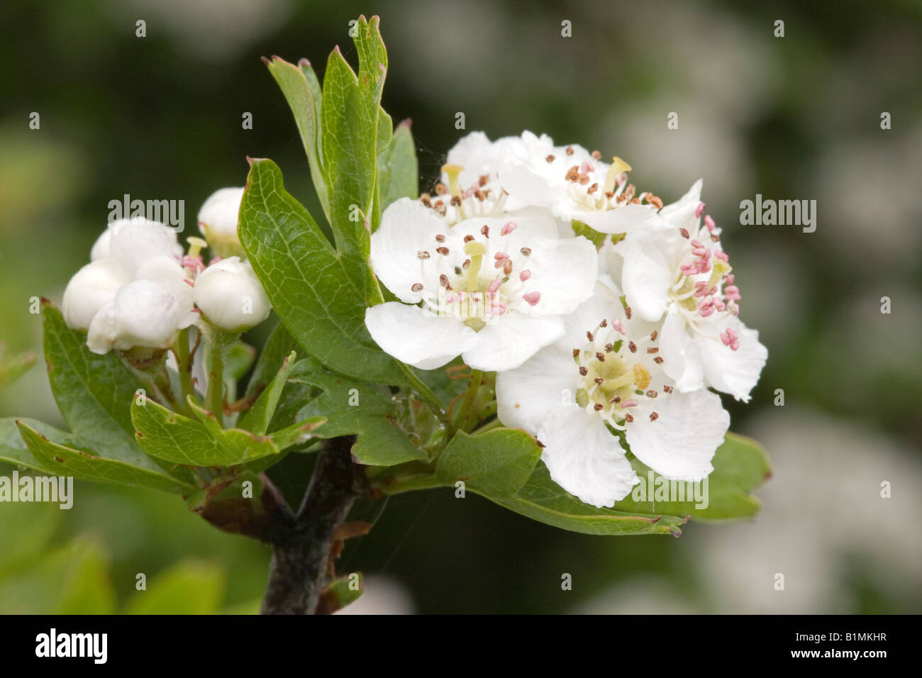 May blossom hi-res stock photography and images - Alamy