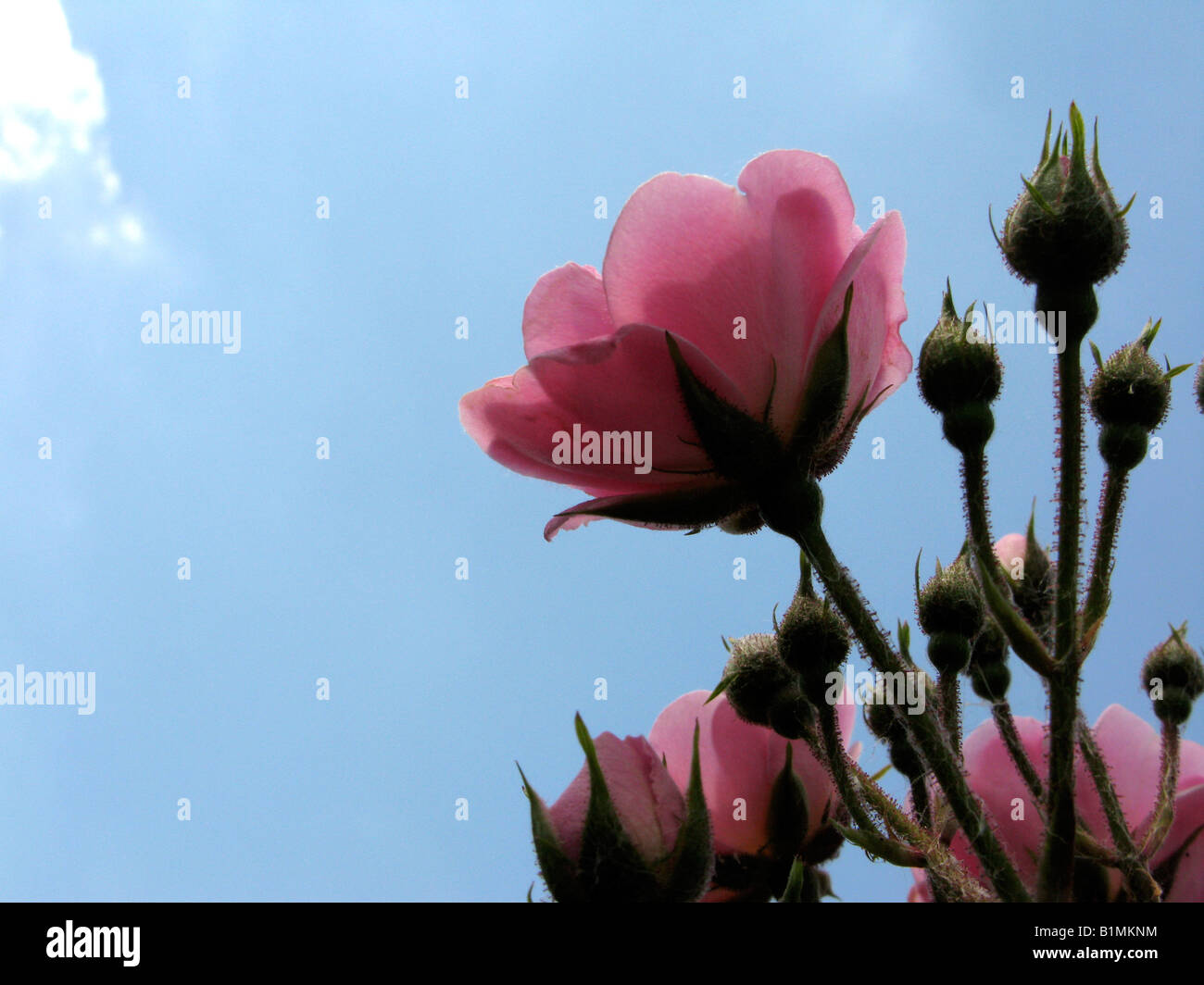 Pink roses against a blue sky Stock Photo - Alamy