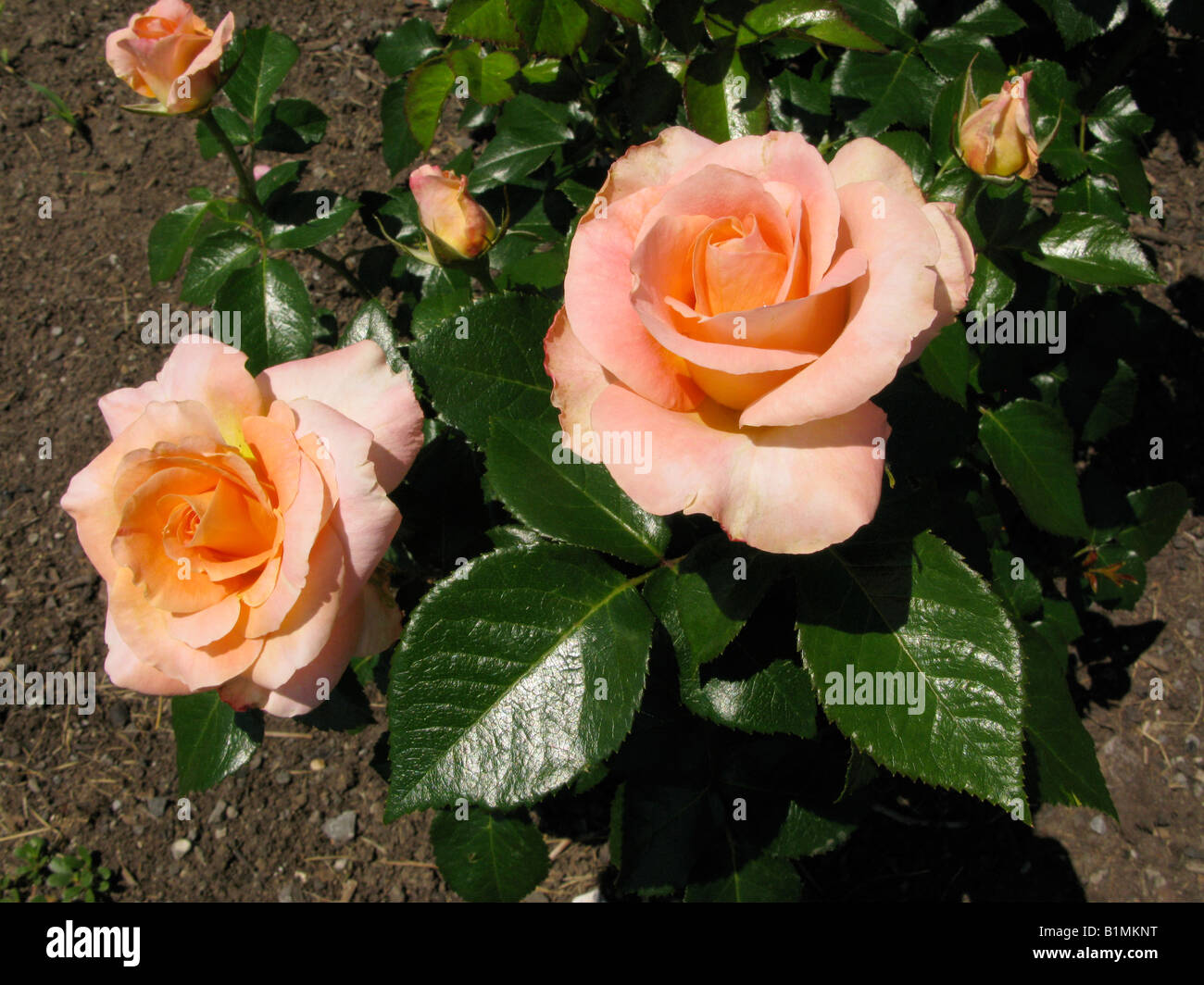 Pale pink roses hi-res stock photography and images - Alamy