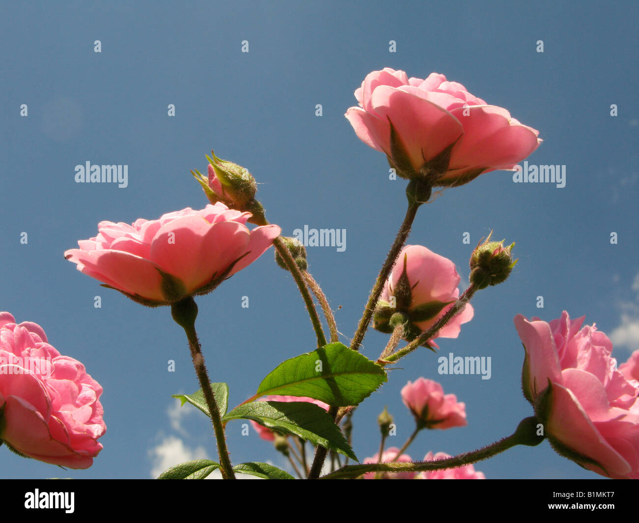 Pink roses against a blue sky Stock Photo - Alamy