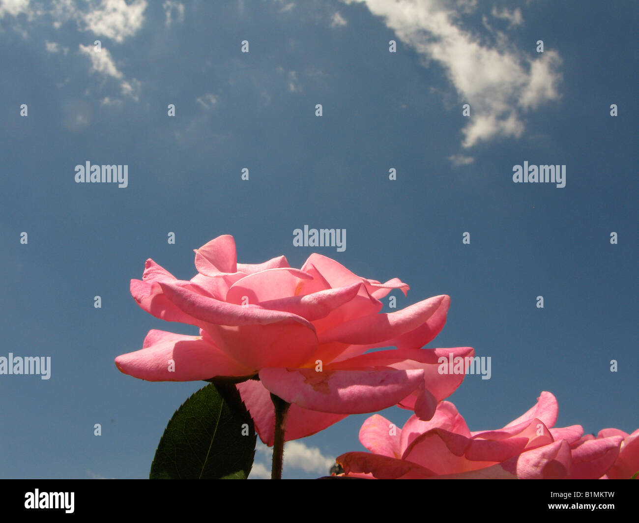 Pink roses against a blue sky Stock Photo - Alamy
