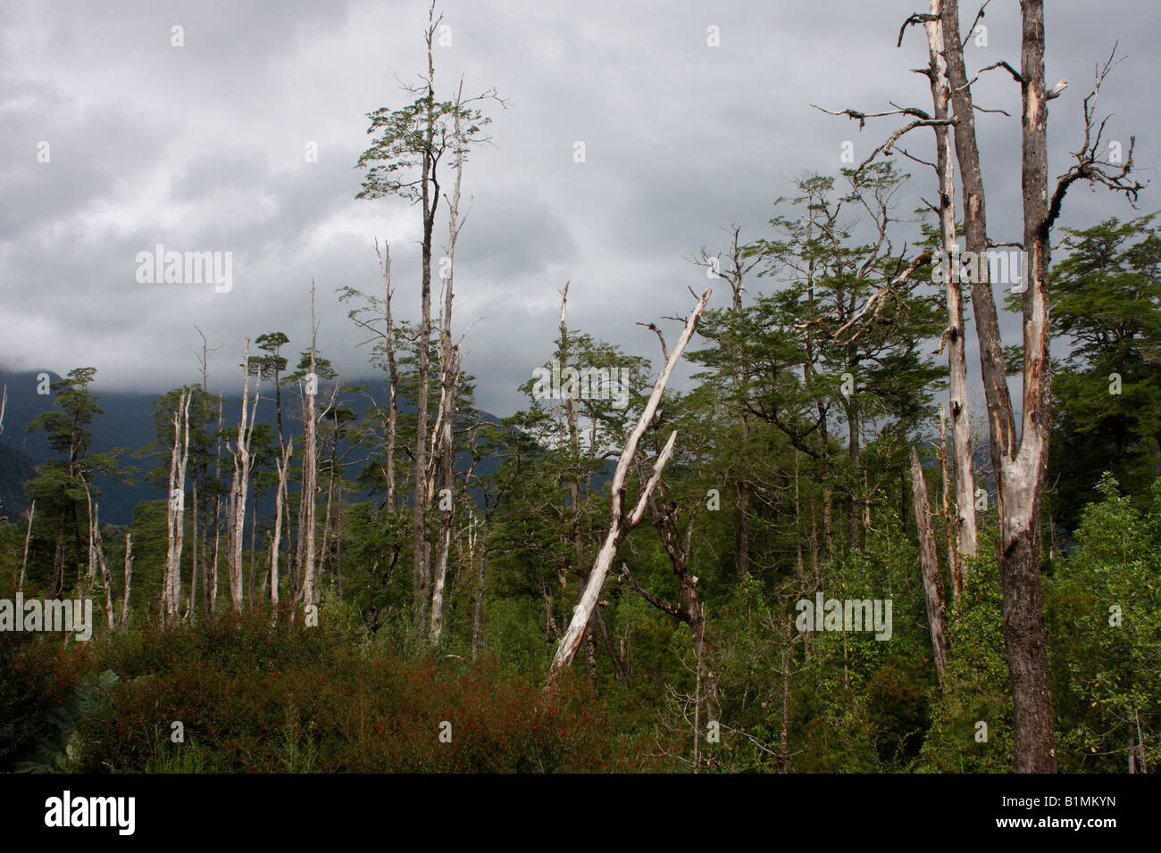 Deforestation chile hi-res stock photography and images - Alamy
