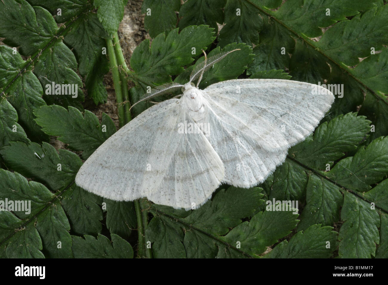Common White Wave - Cabera pusaria Stock Photo - Alamy