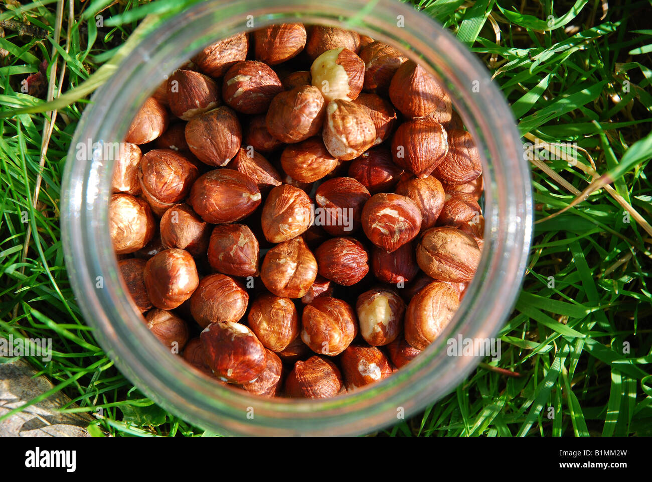 hazelnuts in a mason jar Stock Photo - Alamy